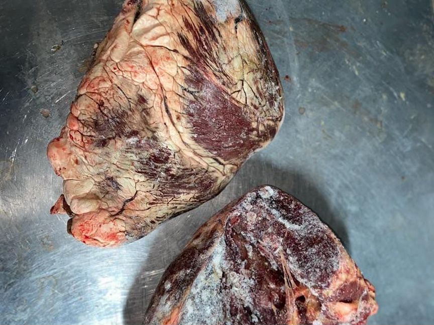 Товары для животных