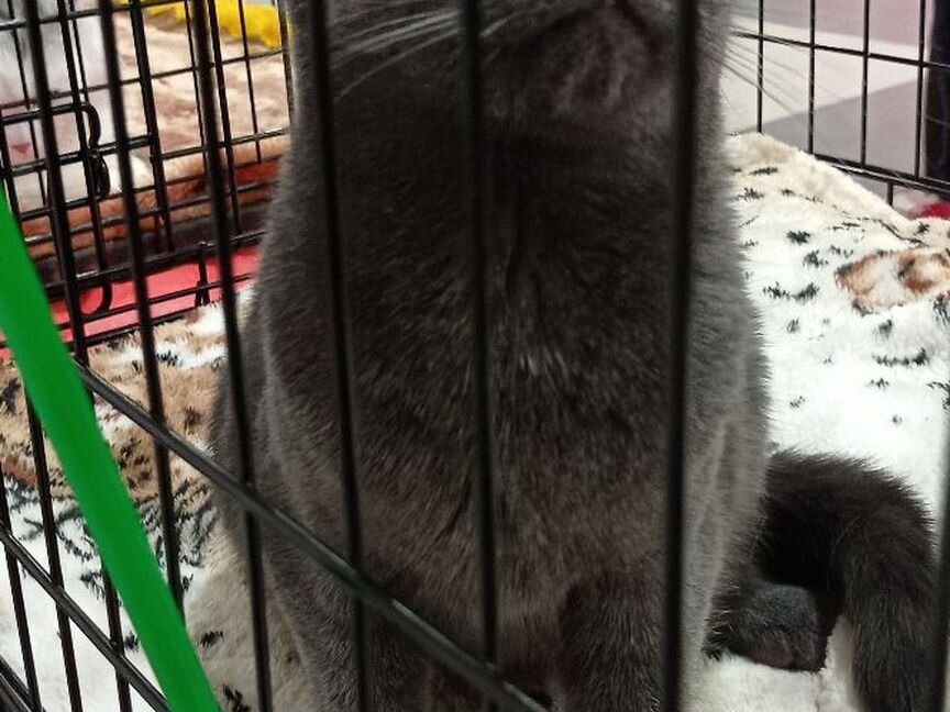 Котик 8-9 мес