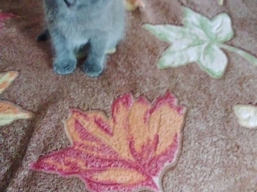 Котик