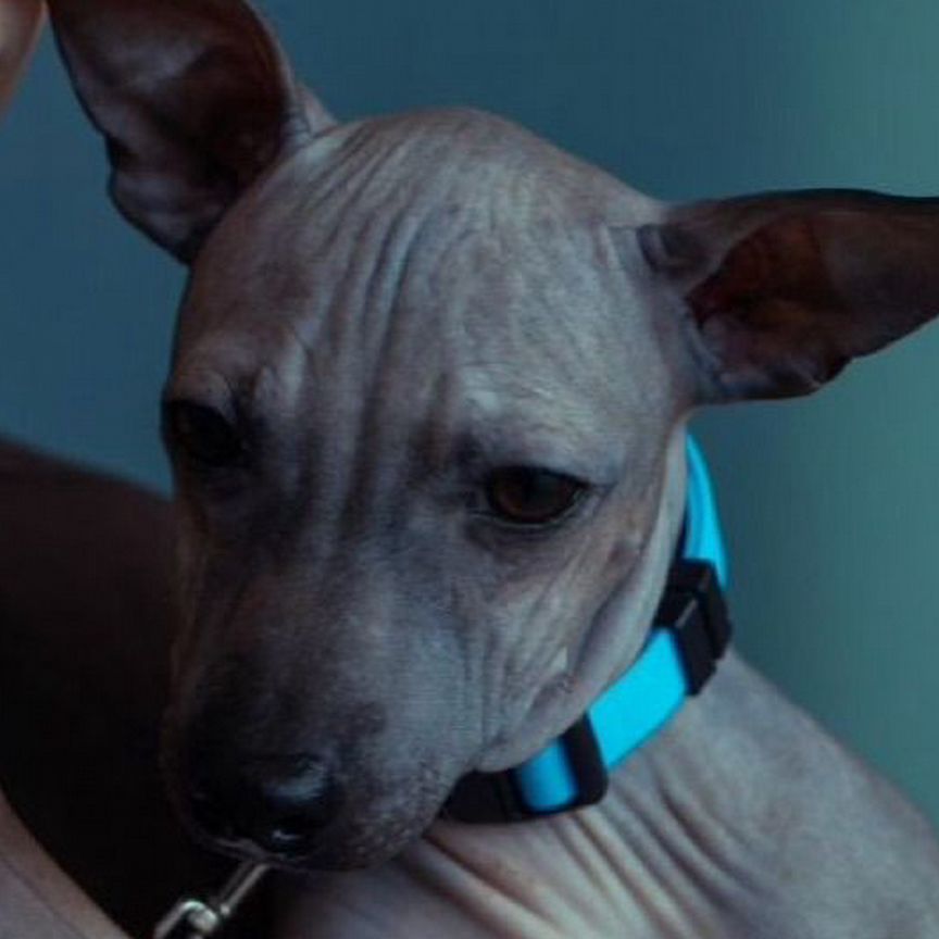 Американский голый терьер, щенок