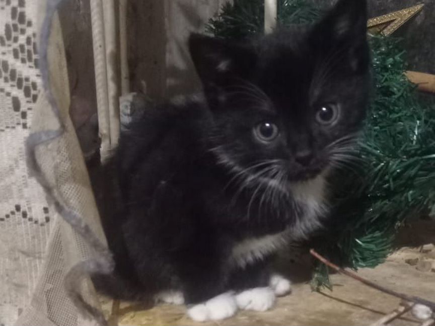 Котик в добрые руки