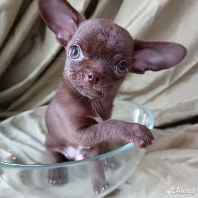 Шоколадный крохотулечка