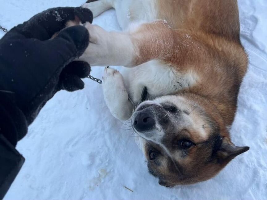 Собака в добрые руки отдам бесплатно