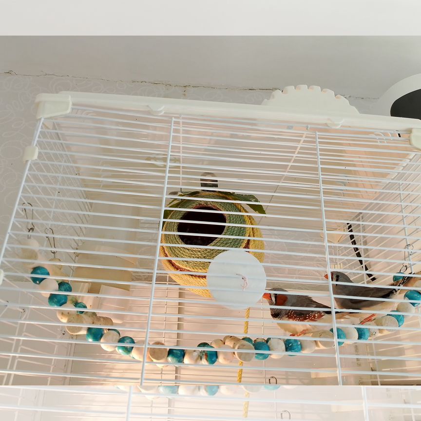 Амадины пара