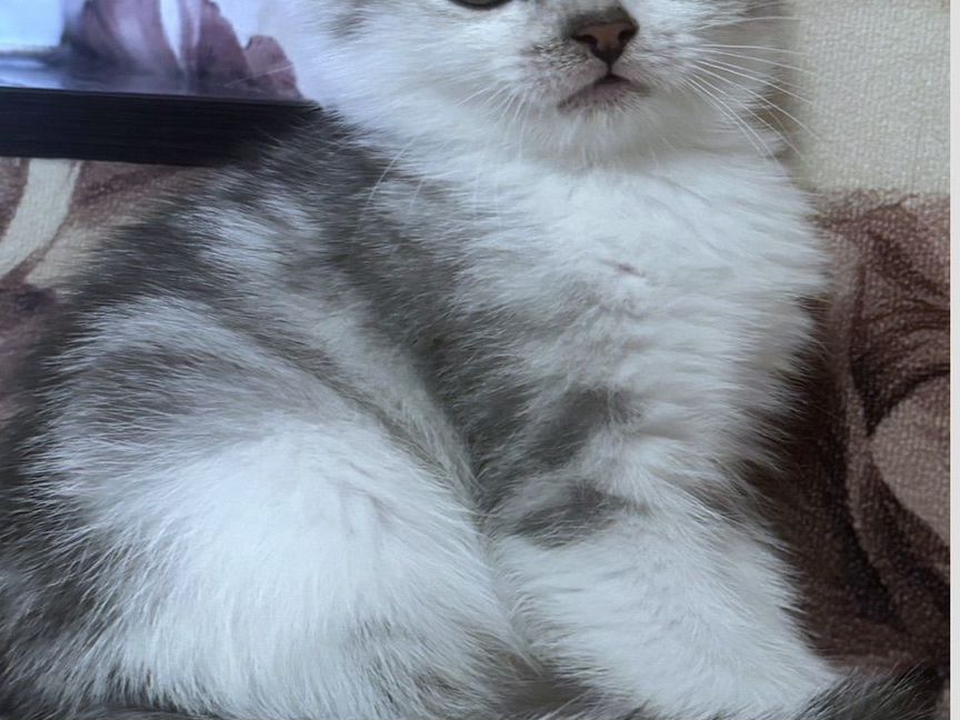 Британская мраморная шиншилла