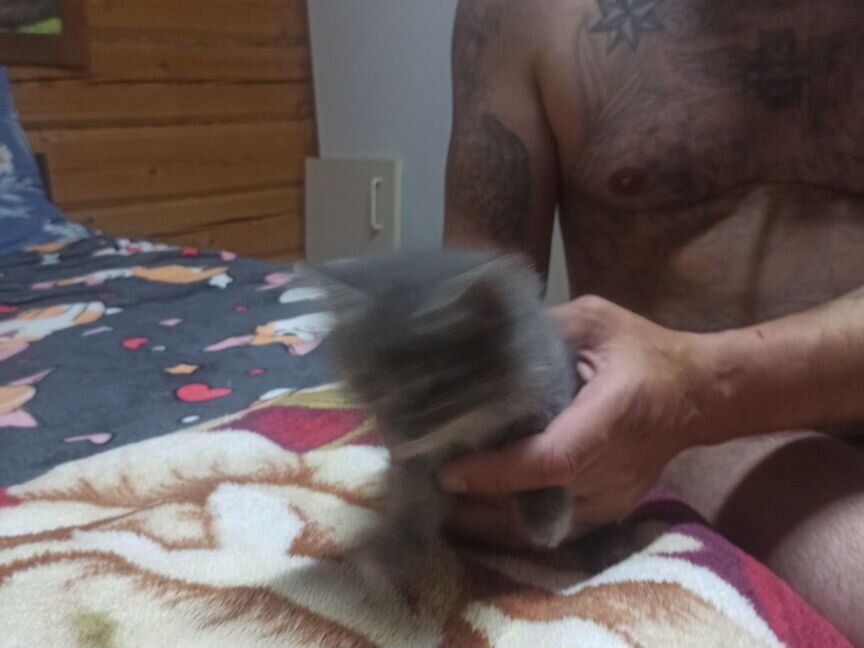 Котята отдам бесплатно