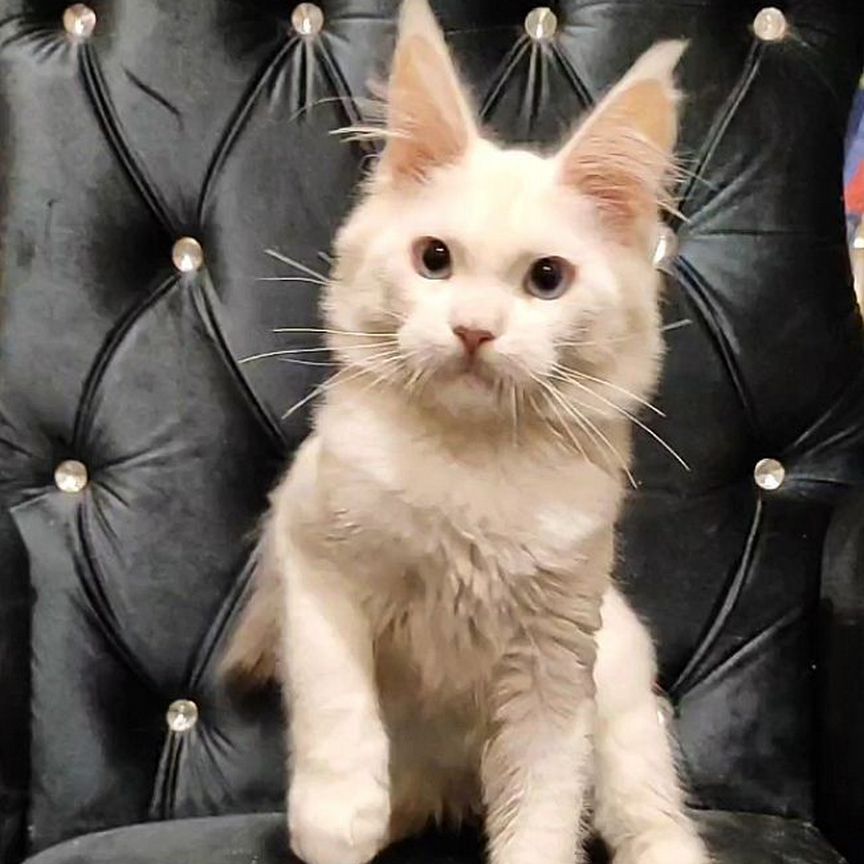 Котята Мейн Кун с дгг