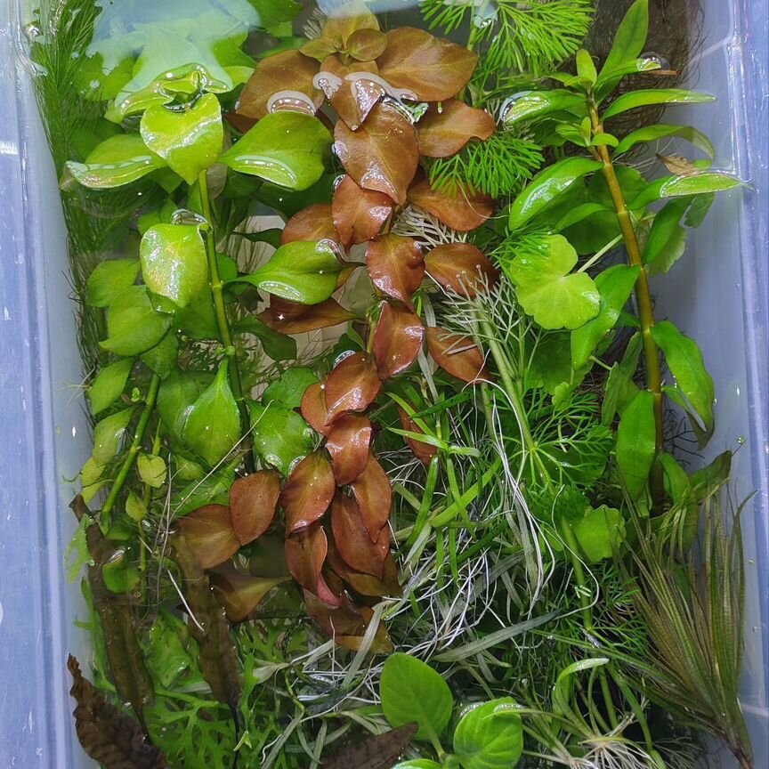 Растения для аквариума