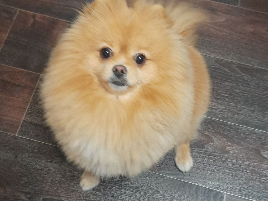 Ищем невесту