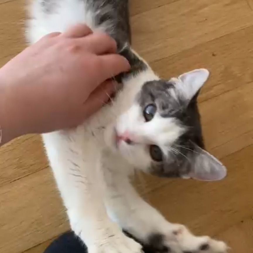 Котенок