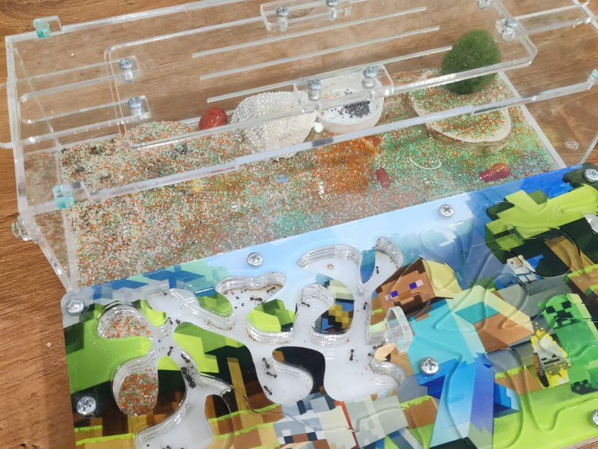 Муравьиная ферма с муравьями