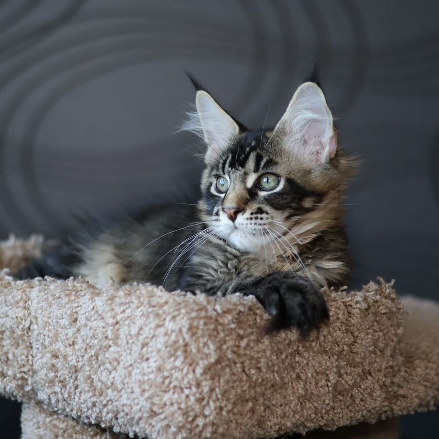 Котик мейн-кун