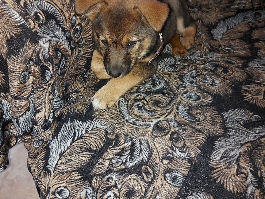 Пристраивается щенок. Мальчик. Бесплатно