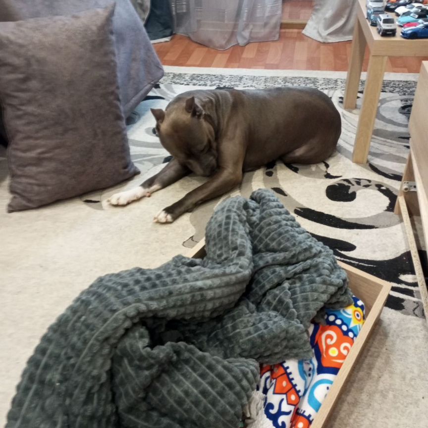 Американский стаффордширский терьер, взрослый пёс