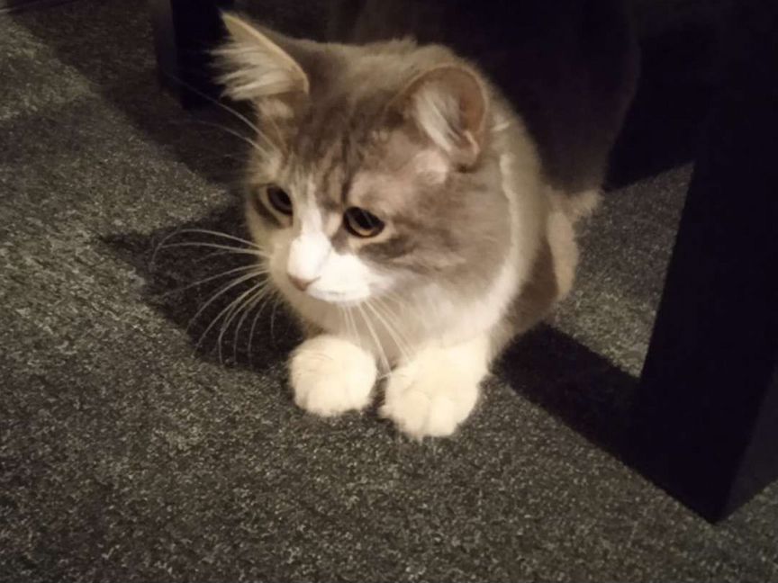 Котик Кейс