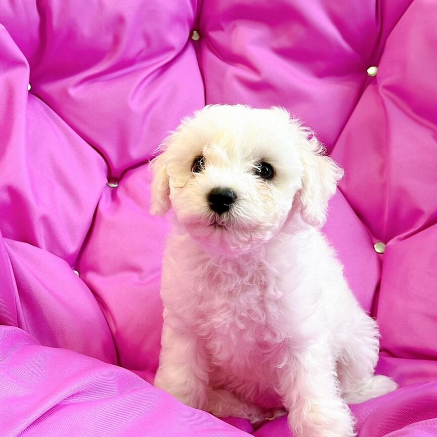 Щенки бишон фризе девочка