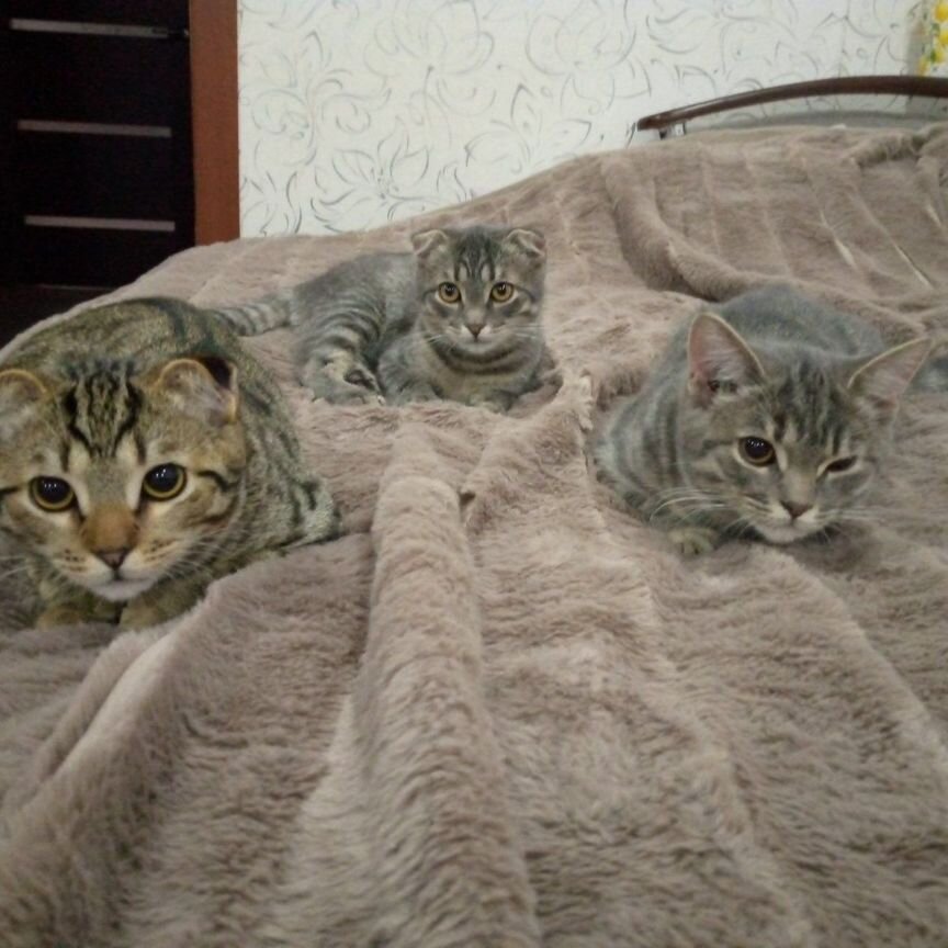 В добрые руки. два котика, И одна кошечка