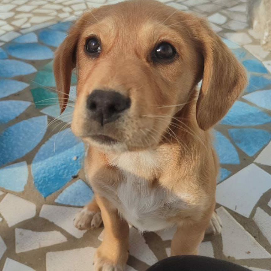 Щеночек девочка подкинули снова