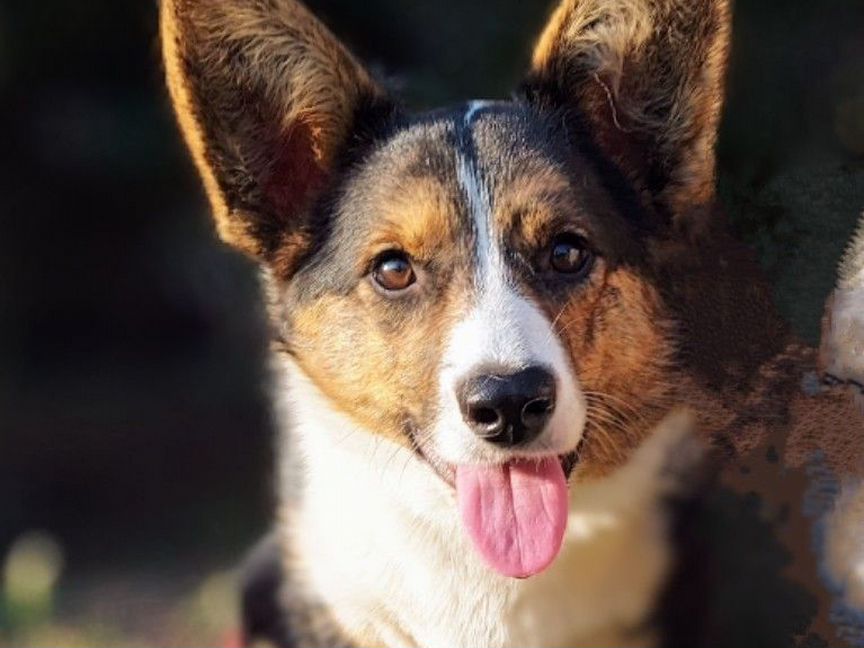 Вельш корги