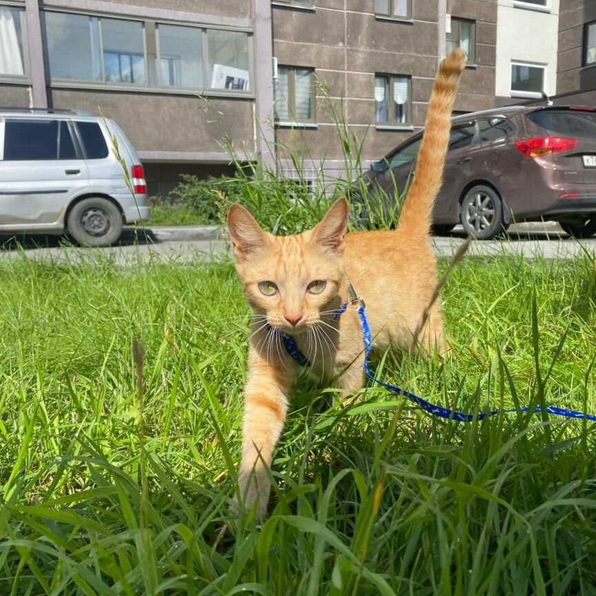 Кошка с добрые руки