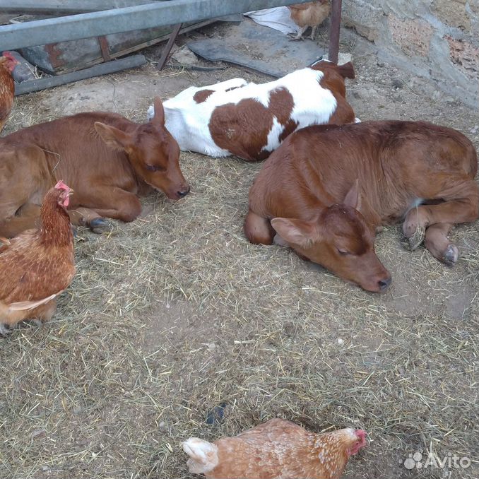 Продам бычка. Торг уместен