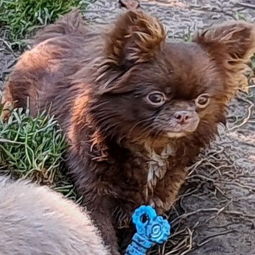 Чихуахуа, щенок