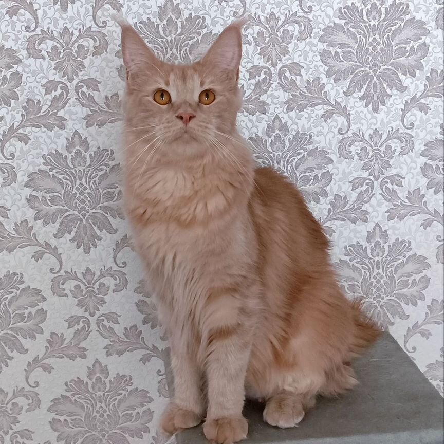 Кошечка Мейн-кун