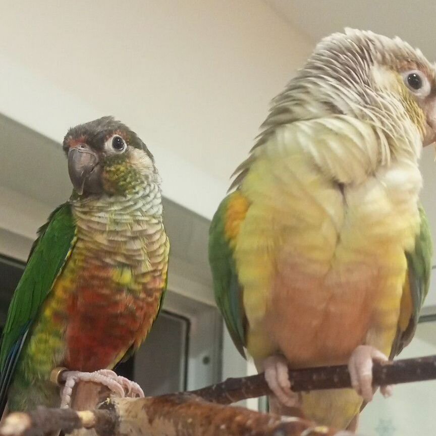 Попугаи пирура пара