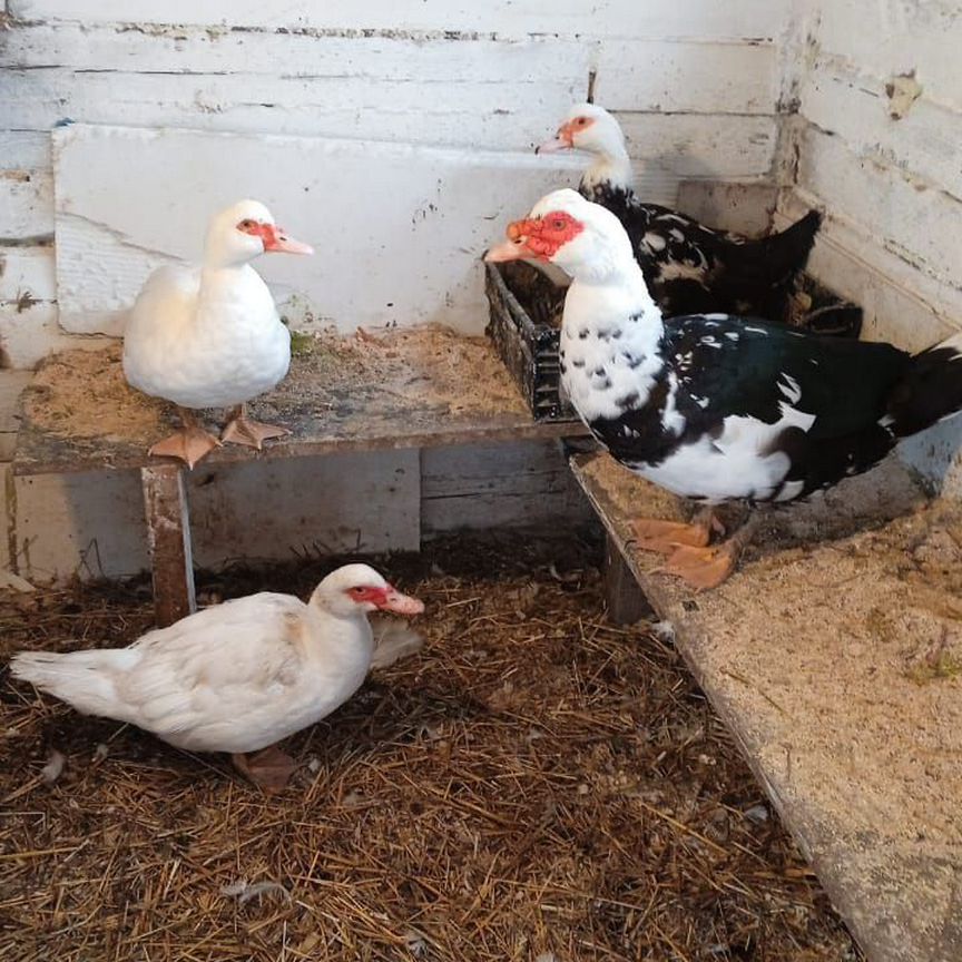 Продам уток