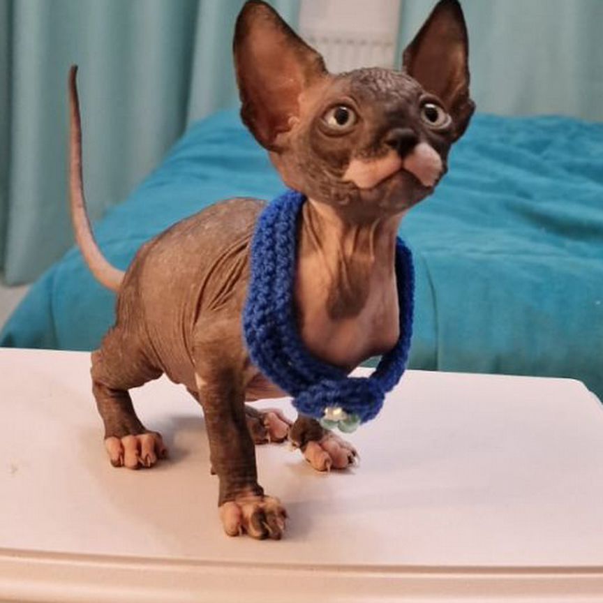 Канадский сфинкс котёнок