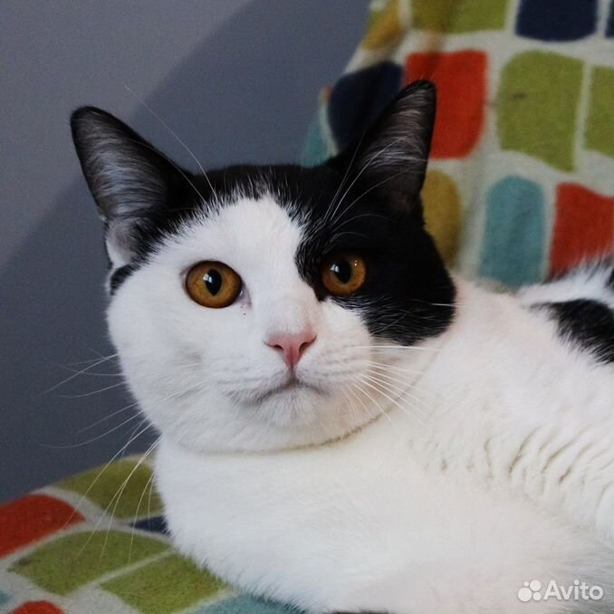 Добрый котик Пифагор ищет семью