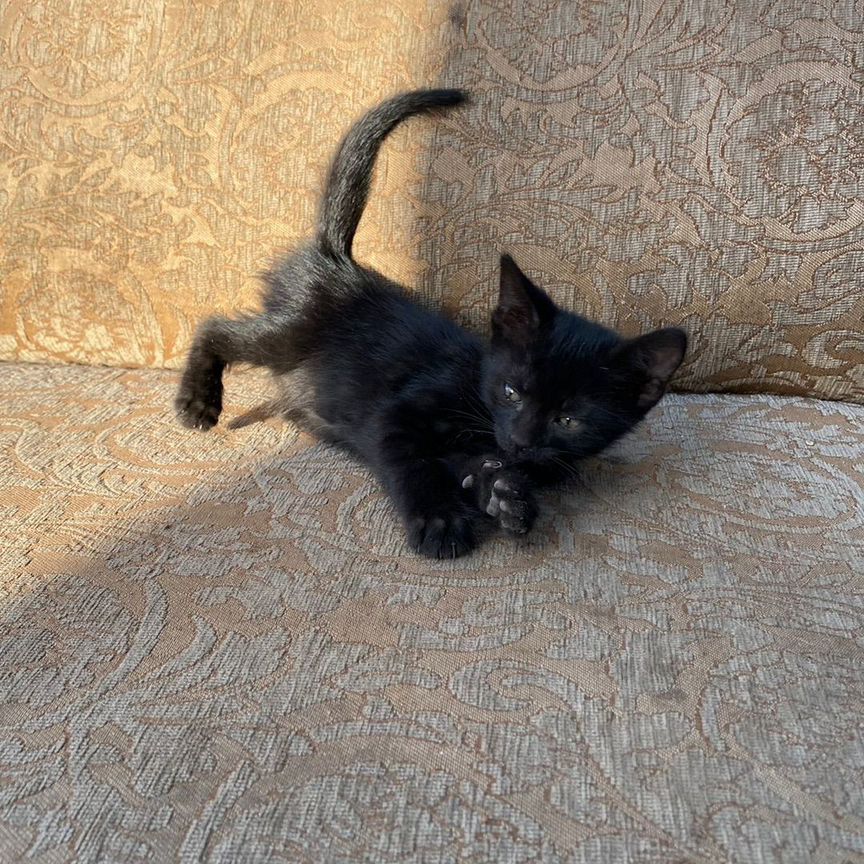 Черный котенок 1 месяц мальчик