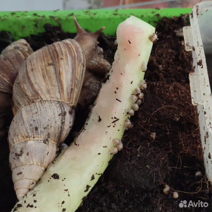 Отдам бесплатно улиток ахатин