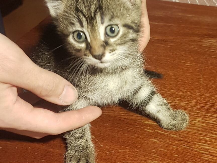 Котята табби от кошки мышеловки