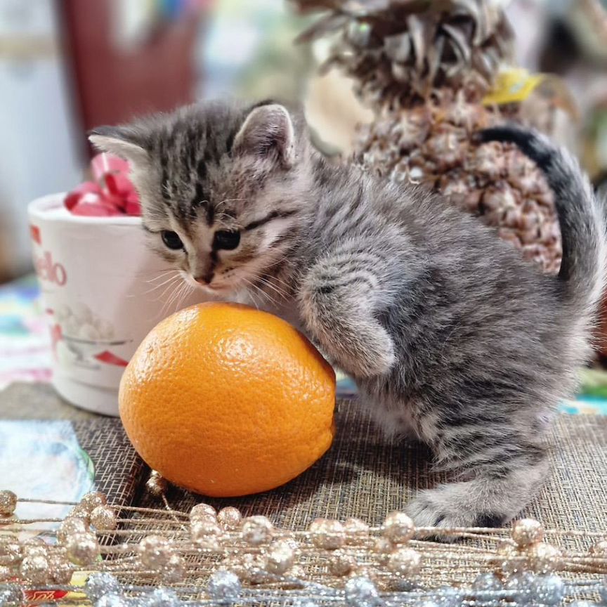 Котенок в добрые руки