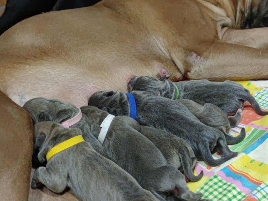 Щенки кане корсо