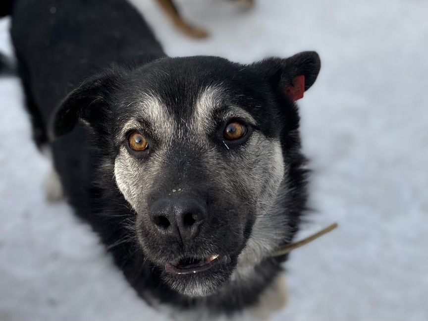 Молодой веселый пес Михаил в добрые руки