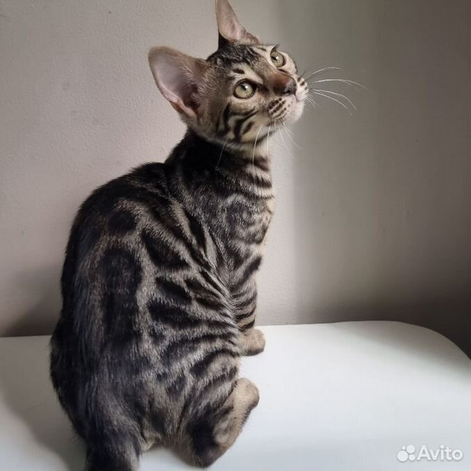 Бенгальские котята черные