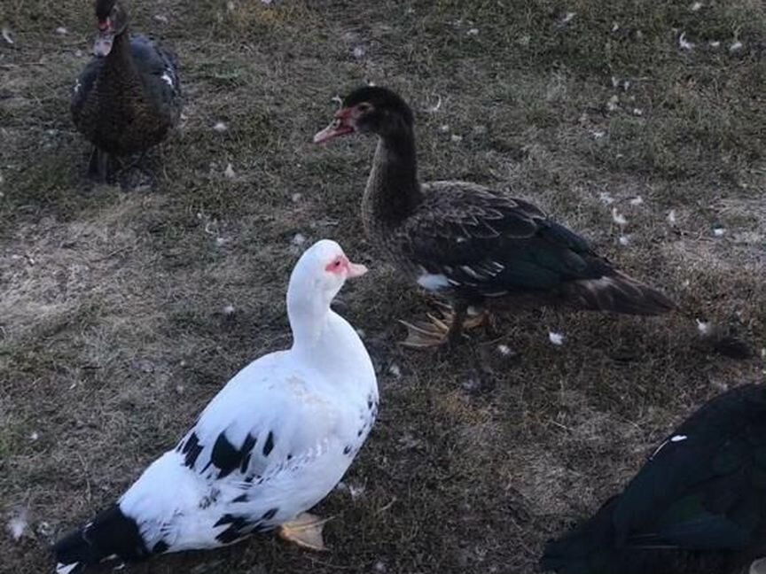 Утки шипуны, майские