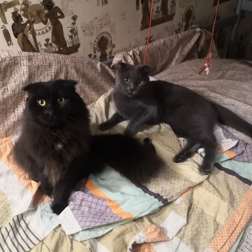 Котики- сиротки