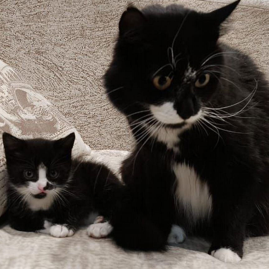 Шотландский вислоухий длинношёрстный котёнок