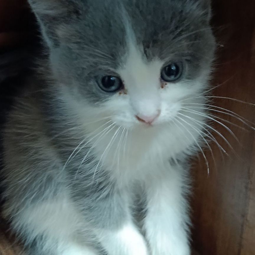 Котёнок в добрые руки