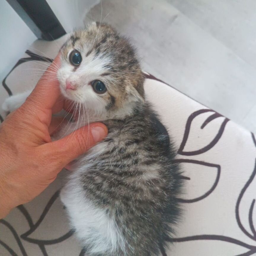 Котик