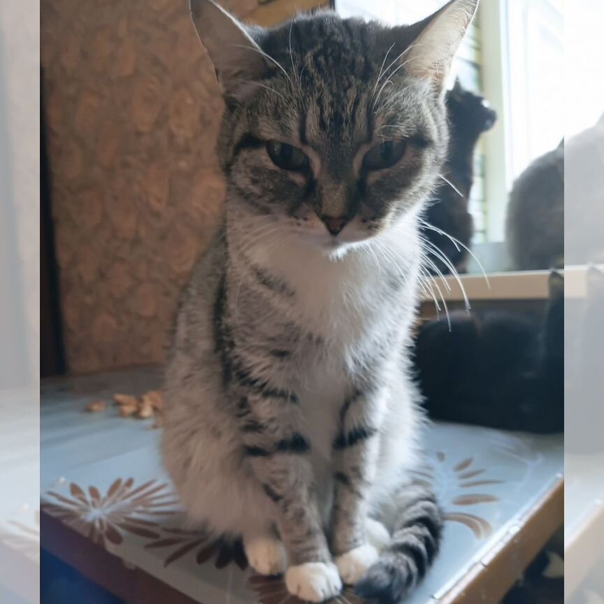 Взрослая, кошка в добрые руки