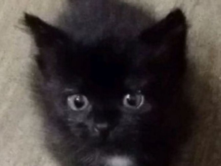 Котенок в хорошие руки, безплатно