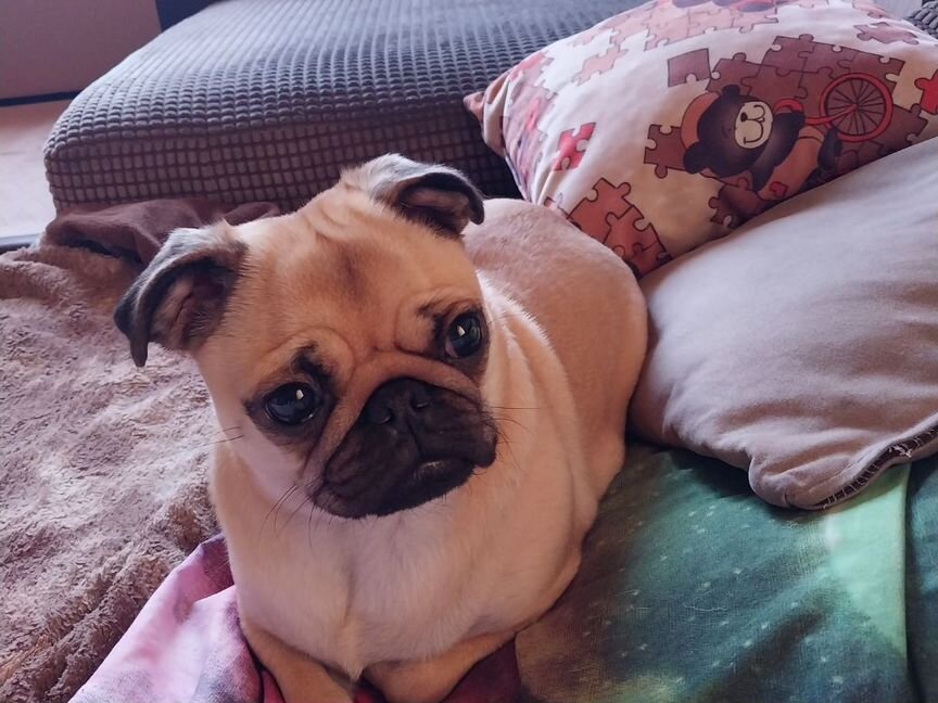 Мопсы продажа