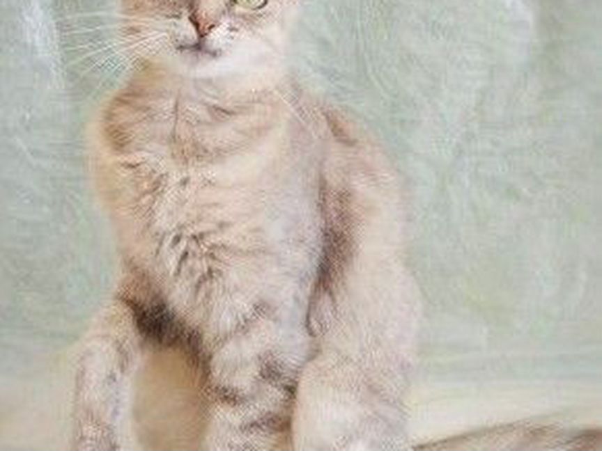 Кошка в добрые руки с доставкой