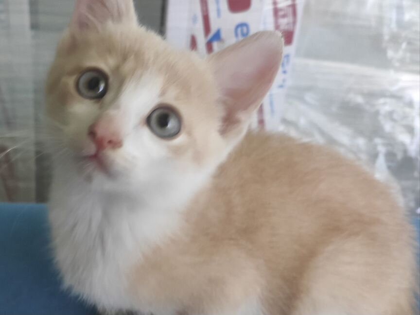 Отдам в добрые руки