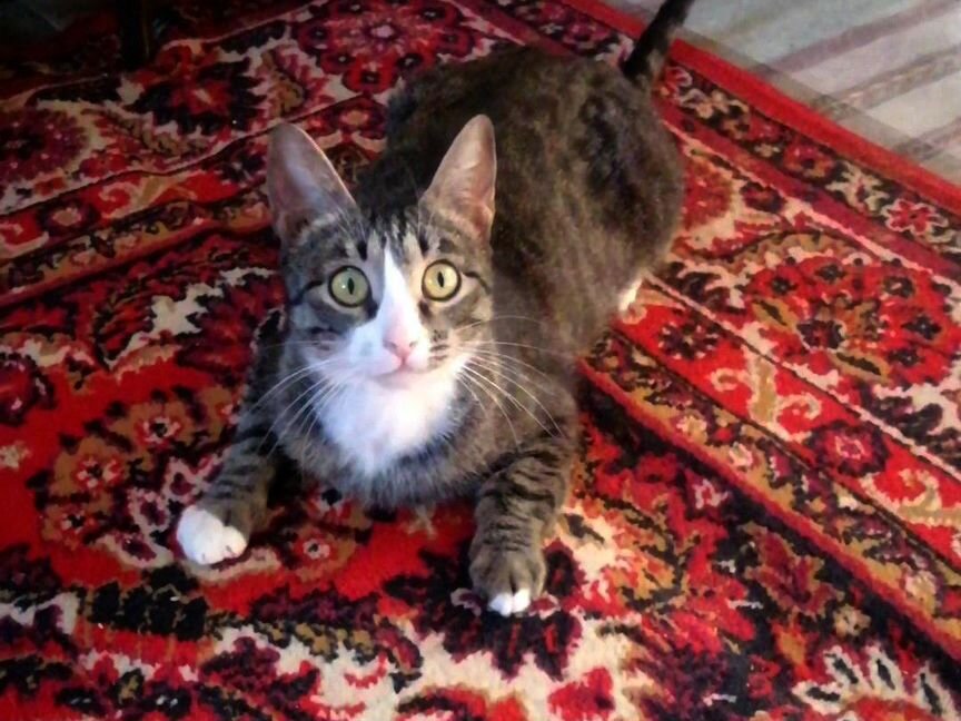 Василиса в поисках семьи