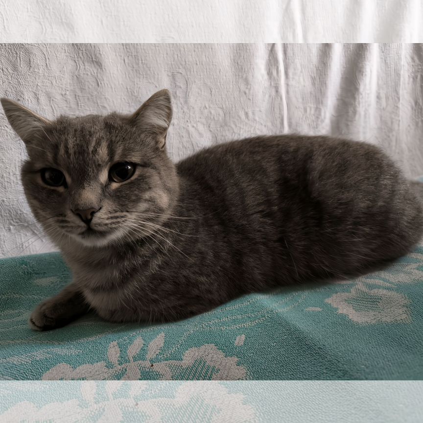 Кошечка